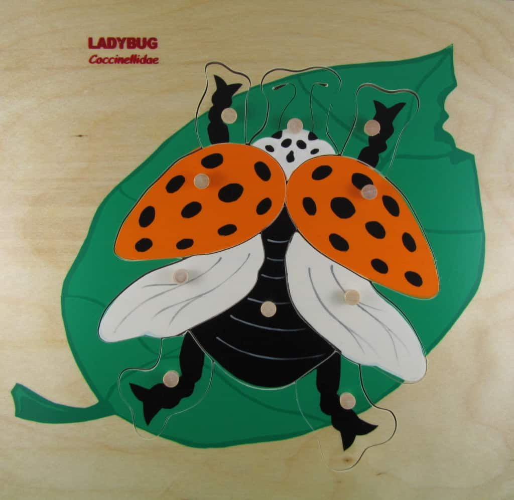 How Many Spots Does A Ladybug Have? - Puzzleheads Educational Products