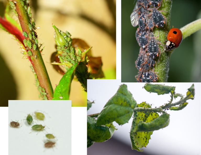 Ladybugs - Predators of the Garden - Puzzleheads Educational Products