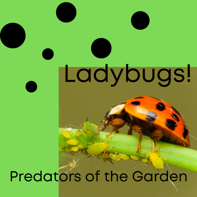 Ladybugs - Predators of the Garden - Puzzleheads Educational Products