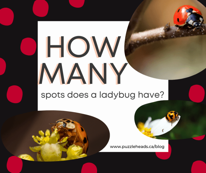How Many Spots Does A Ladybug Have - Puzzleheads Educational Products