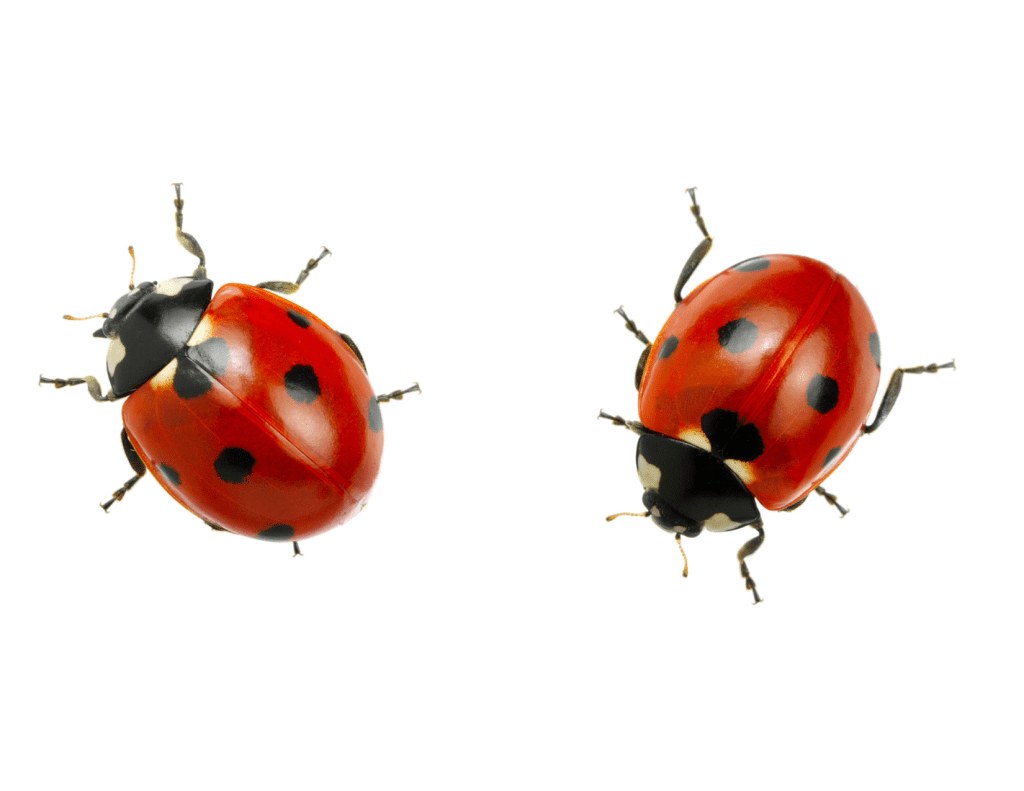 How Many Spots Does A Ladybug Have - Puzzleheads Educational Products
