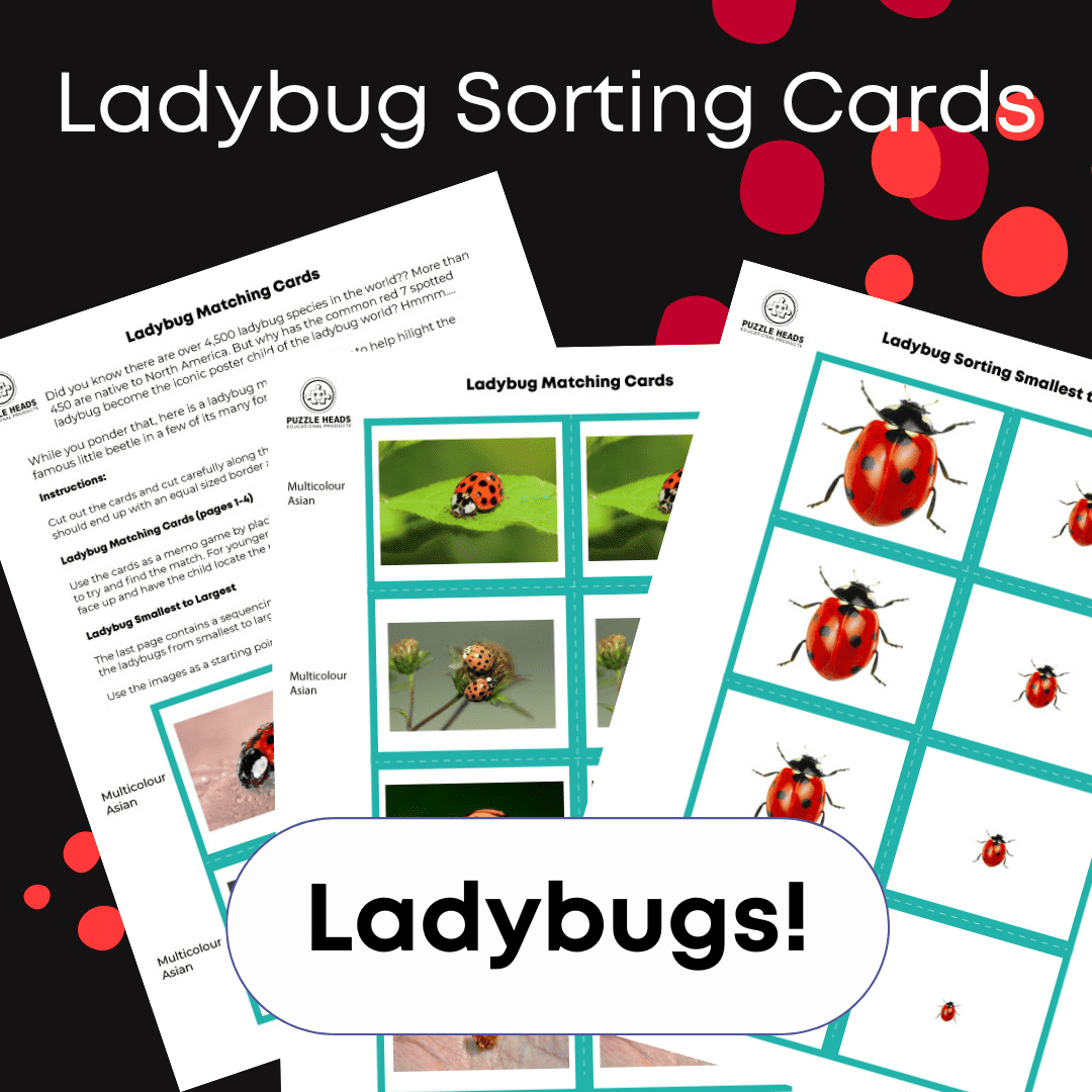 Ladybug sorting cards - Puzzleheads Educational Products