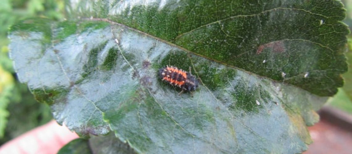 Ladybugs - Predators of the Garden - Puzzleheads Educational Products